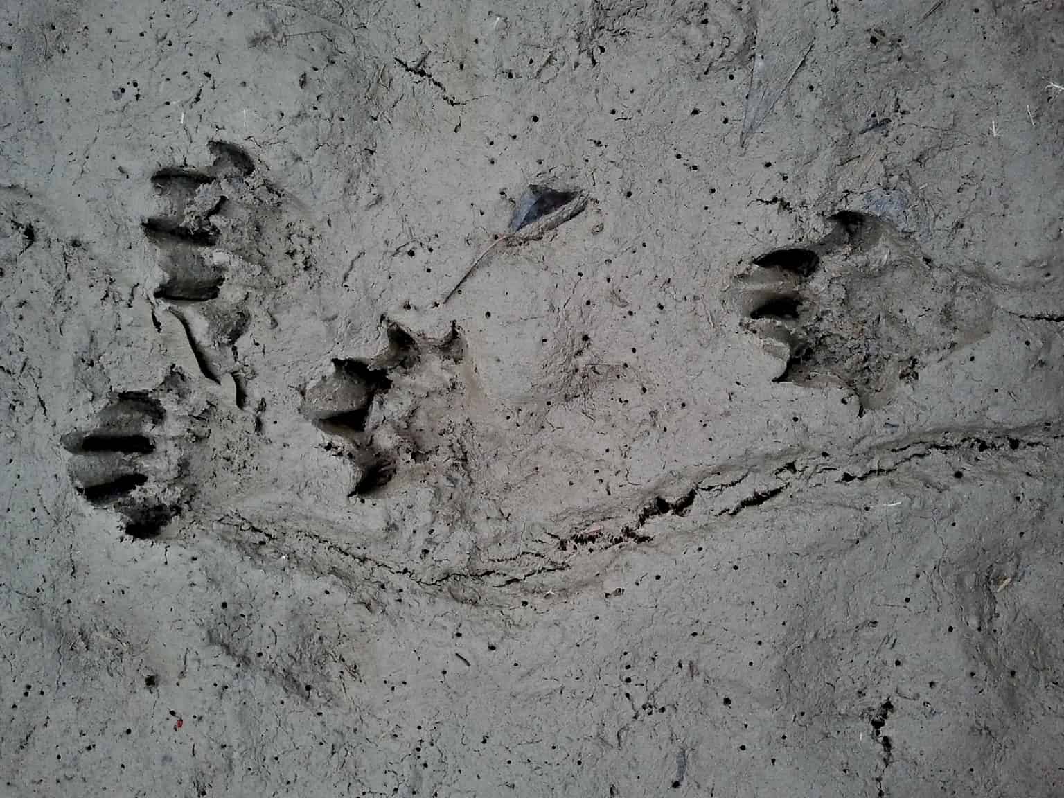 Backyard Animal Tracks Identification: A Complete Guide for 2024 - A-Z ...