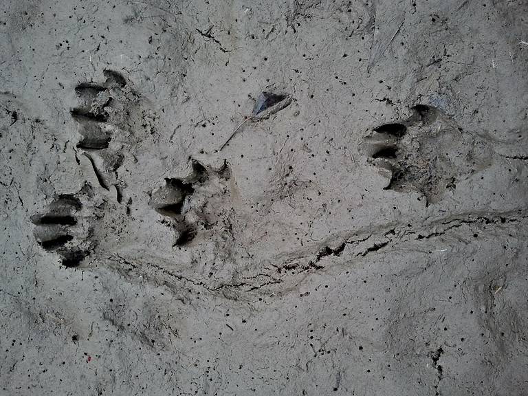 Backyard Animal Tracks Identification: A Complete Guide for 2024 - A-Z ...