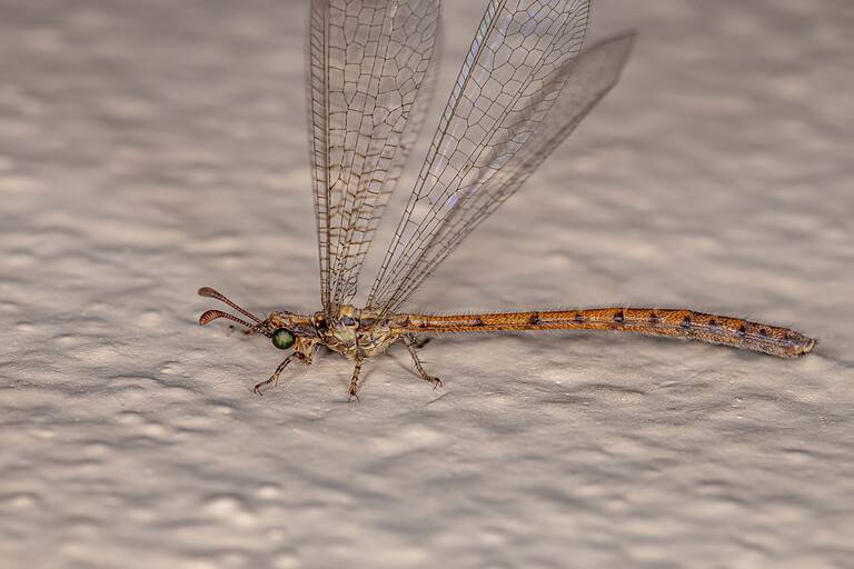 9 Insects That Start With A (Common Names) - A-Z Animals