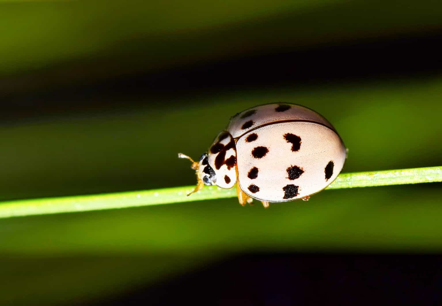 Khám Phá 10 Loại Bọ Xám ⋆ Cá cảnh mini