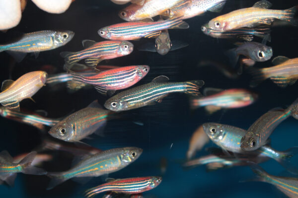 Zebrafish Fish Facts - Danio rerio - A-Z Animals