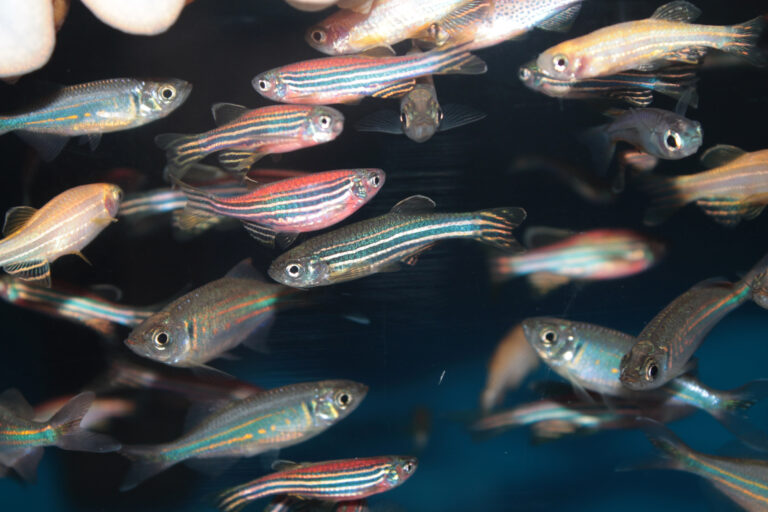 Zebrafish Fish Facts - Danio rerio - A-Z Animals
