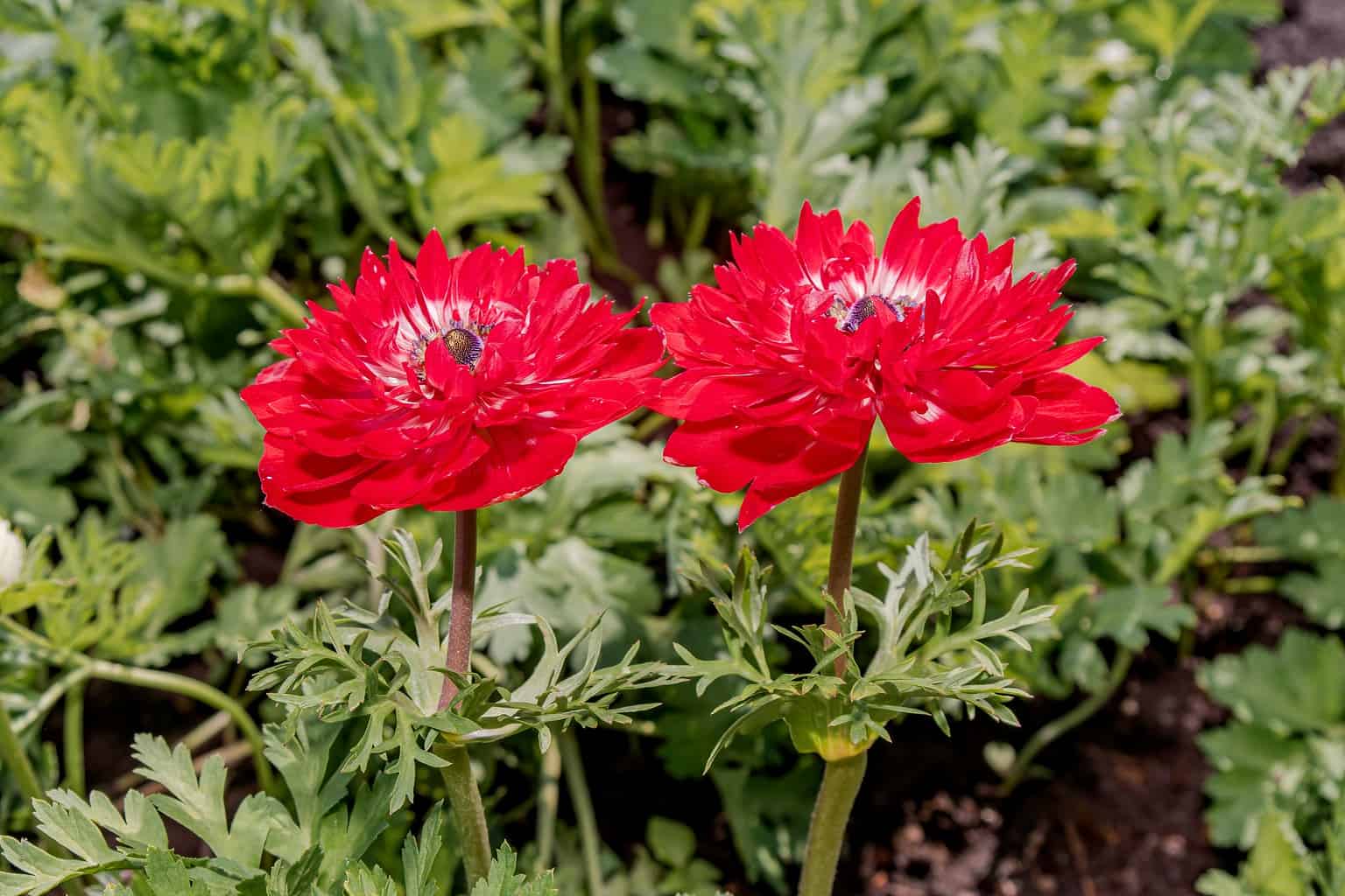 13 Types Of Red Anemones