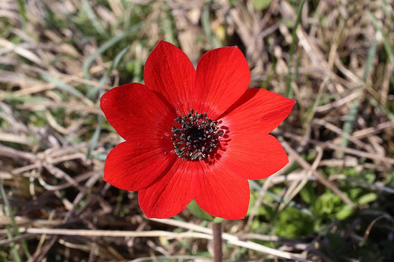 13 Types Of Red Anemones