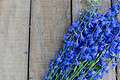 Larkspur Flowers: Meaning, Symbolism, and Proper Occasions - AZ Animals
