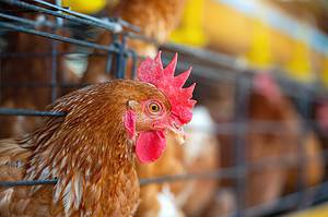 What Are the Red Things on a Chicken's Head? Proper Names and Why They ...