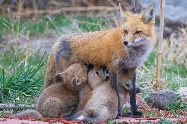 When Do Foxes Have Babies? - A-Z Animals