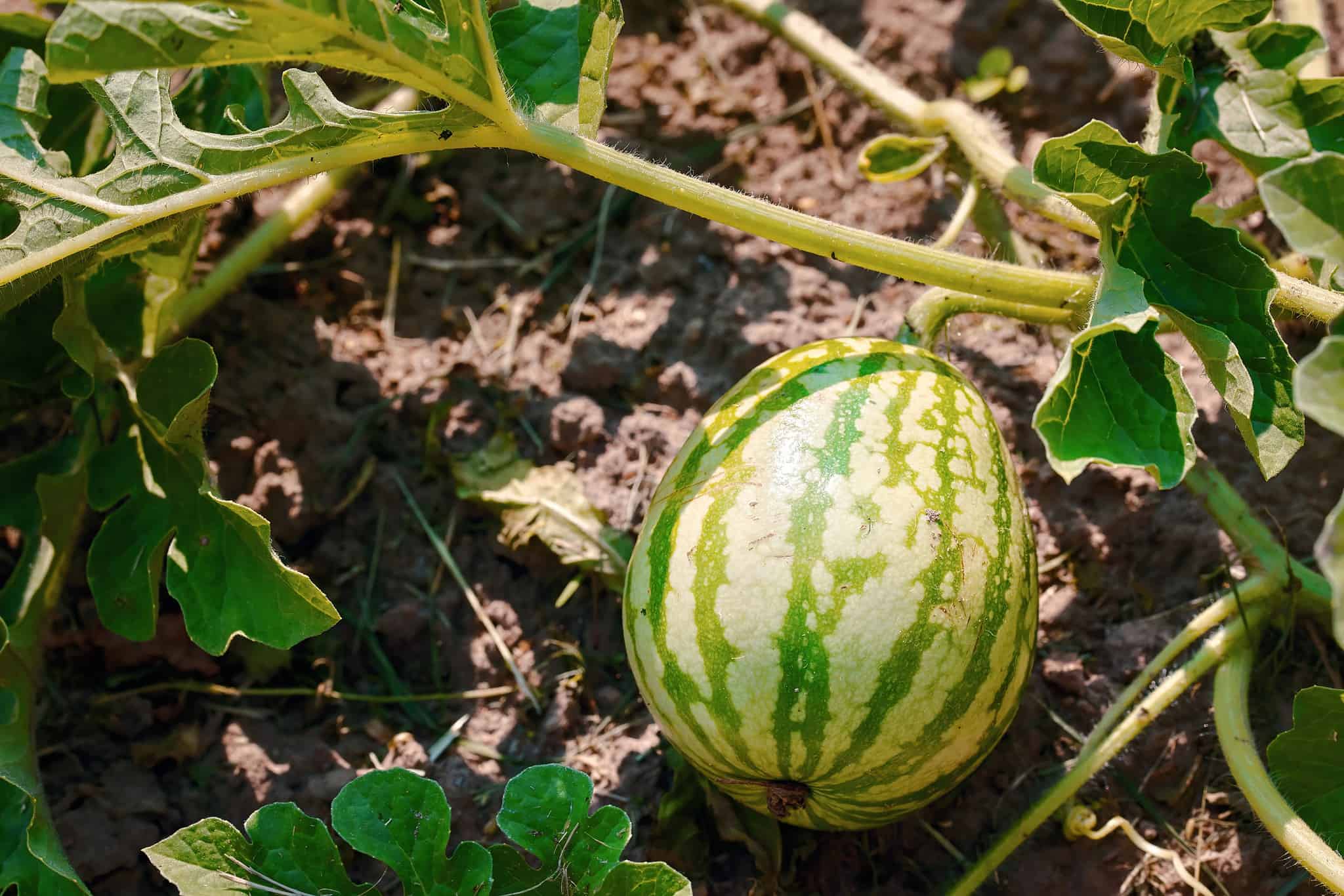 Can Chickens Eat Watermelon? - A-Z Animals