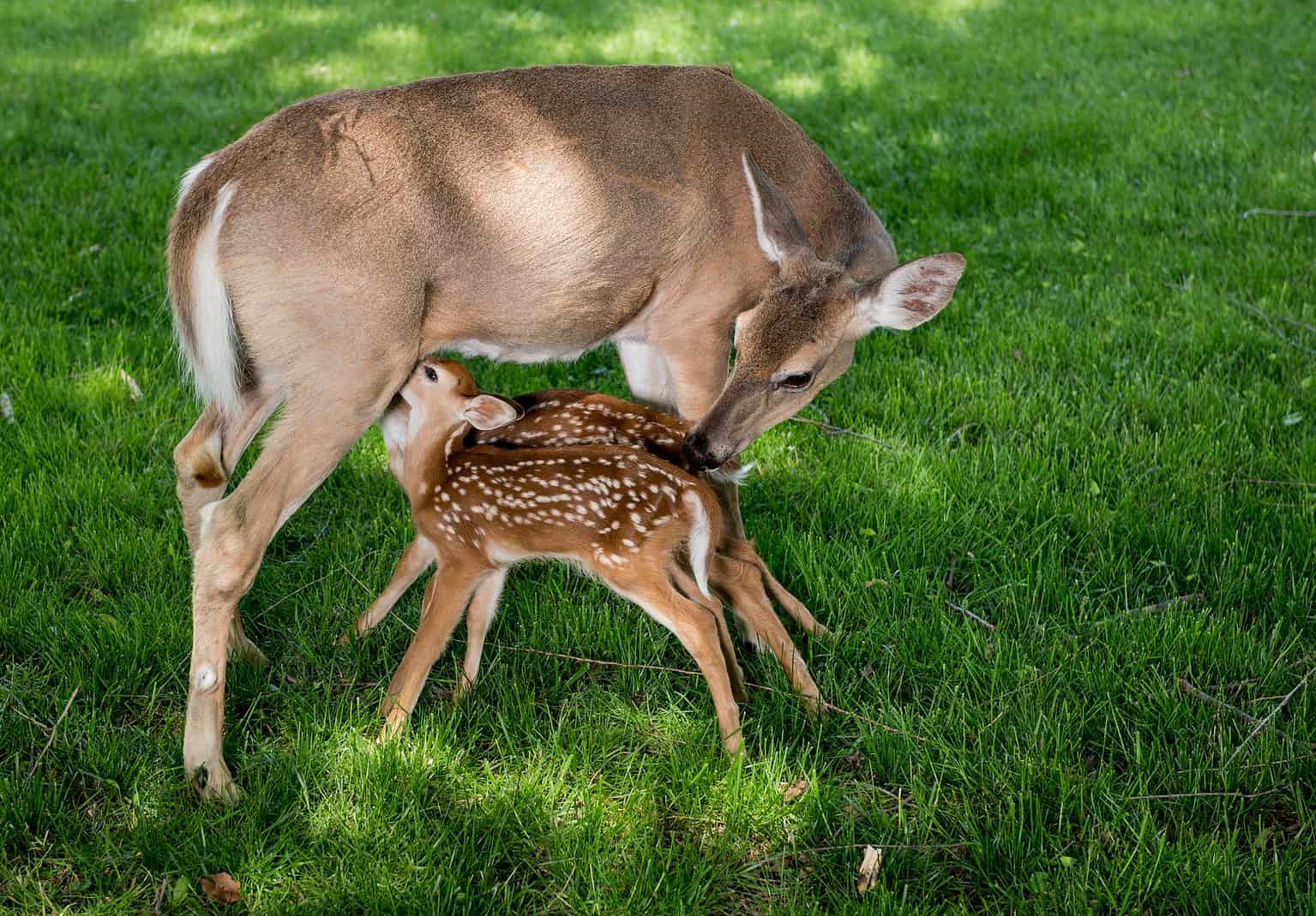 Discover Why Deer Leave Their Fawns - A-Z Animals