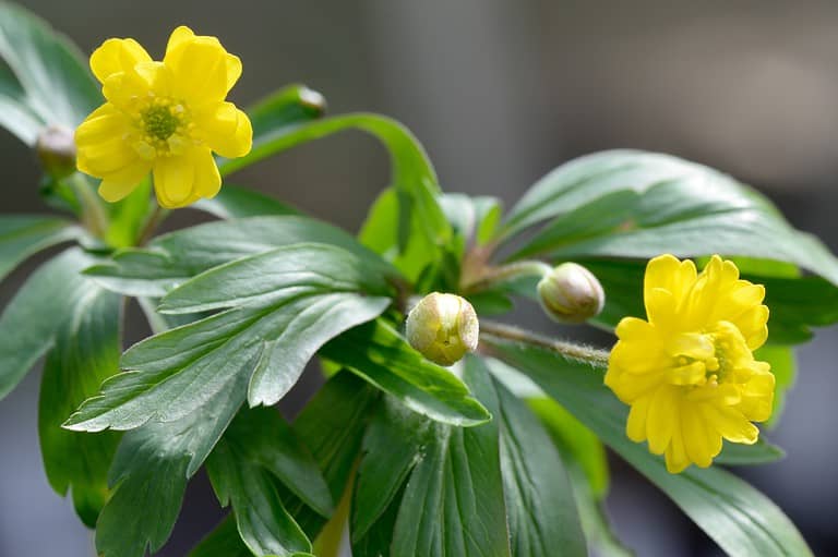Yellow Anemones: 8 Varieties You'll Love
