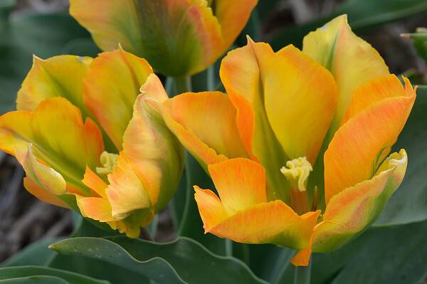17 Types Of Green Tulips