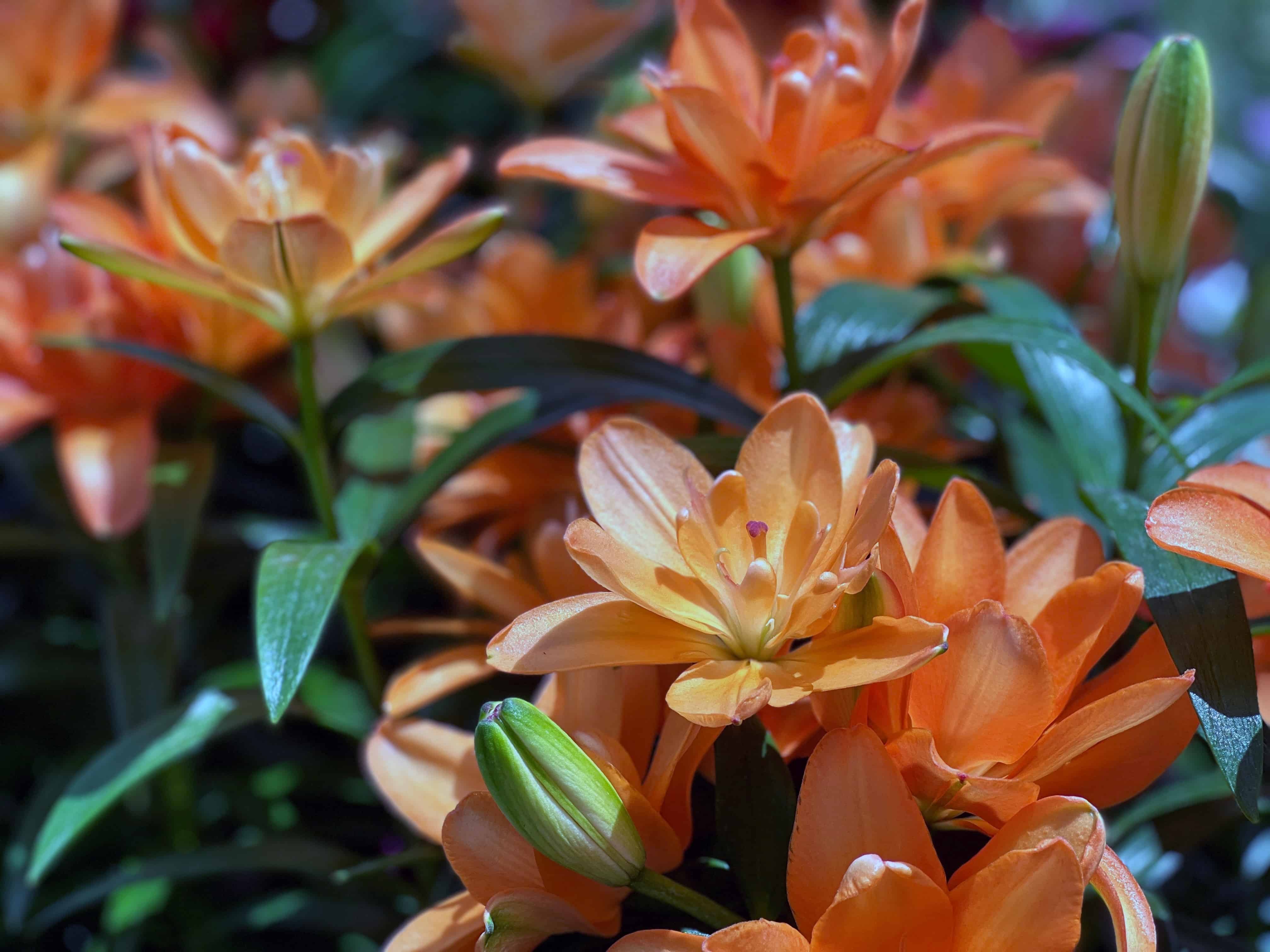 11 Types of Orange Lilies - A-Z Animals