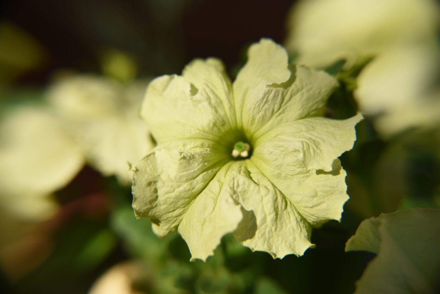 Discover 14 Gorgeous Green Spring Flowers - A-Z Animals