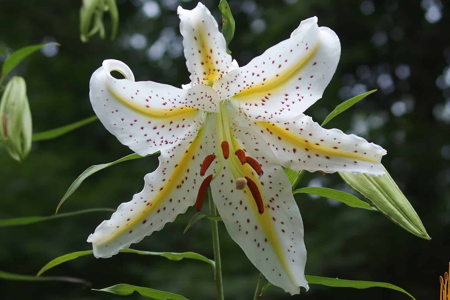 24 Types Of White Lilies