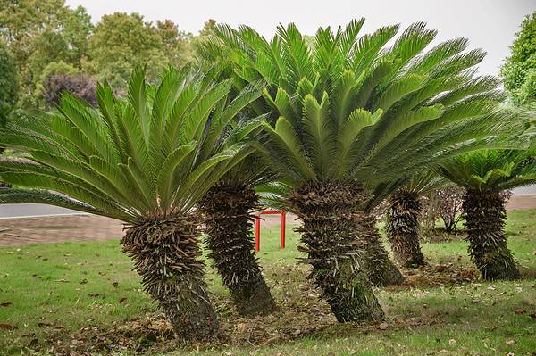 Sago Palm Tree - A-Z Animals