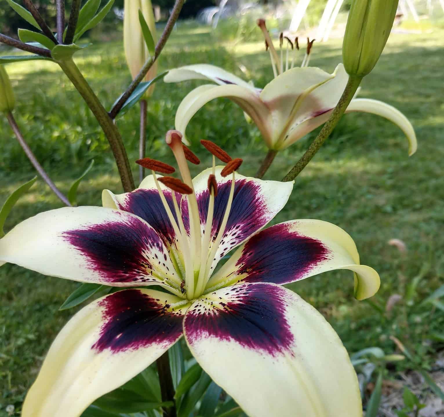 24 Types Of White Lilies