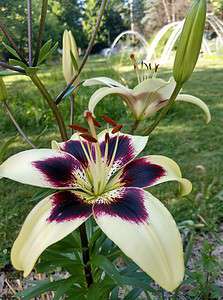 24 Types Of White Lilies