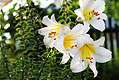 24 Types Of White Lilies