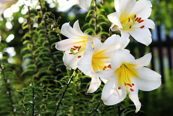 24 Types Of White Lilies