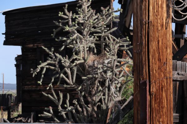 Cholla Cactus - A-Z Animals