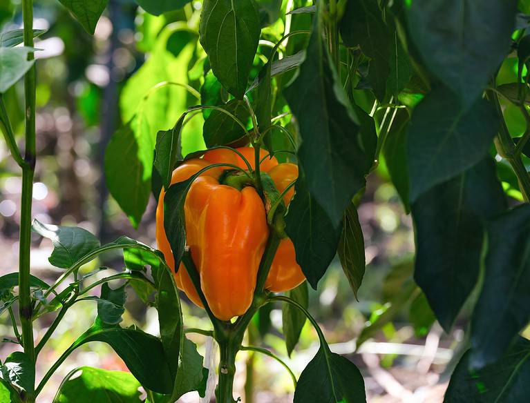 7 Different Types of Colored Bell Peppers - A-Z Animals