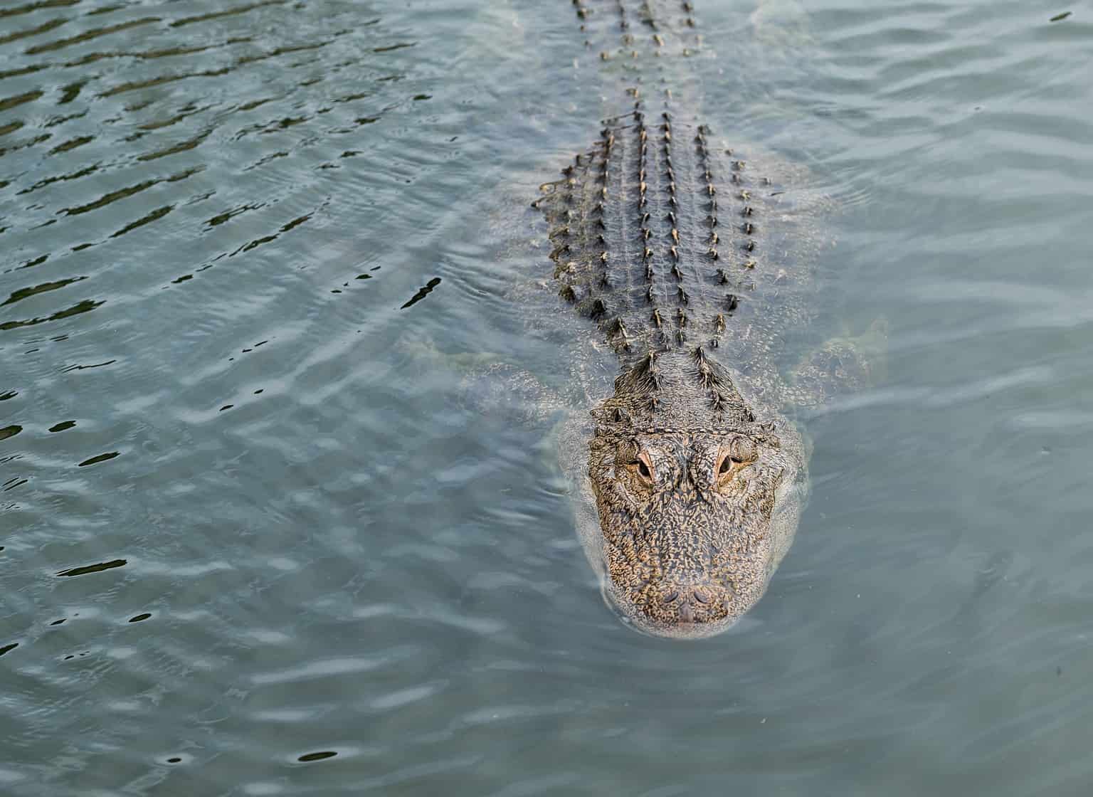 Here's What to Do to Escape and Survive an Alligator Attack - AZ Animals