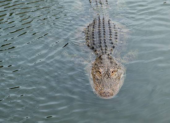 Discover the Reason Alligators Have a Deep and Hollowing Bellow - A-Z ...