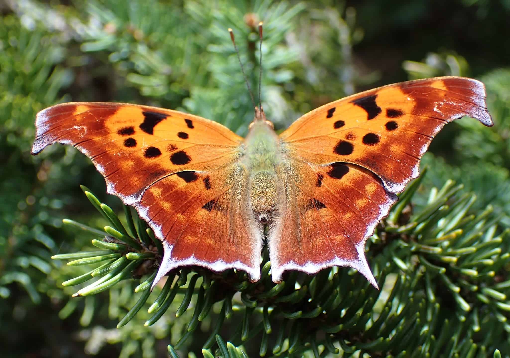 12 Types of Orange Butterflies with Pictures and Identification Guide ...