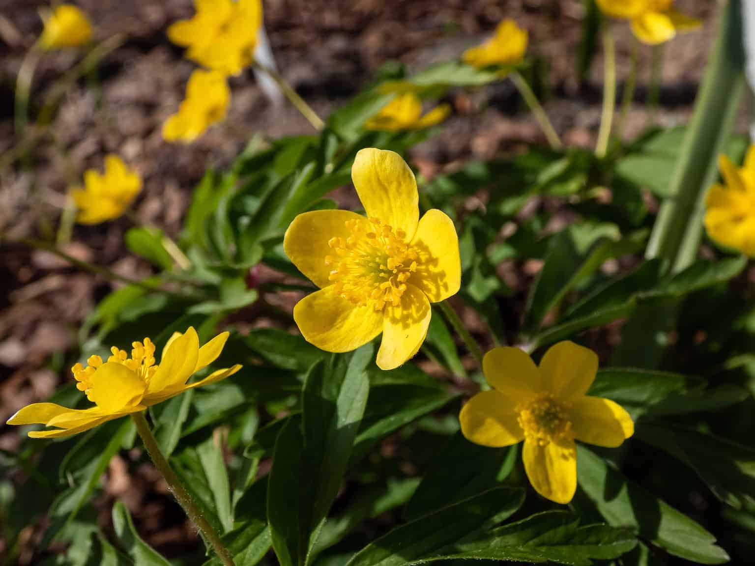 Yellow Anemones: 8 Varieties You'll Love