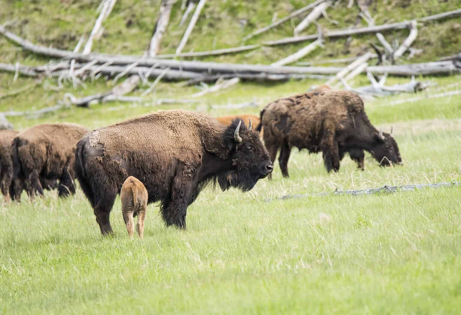 These States Have the Most Bison in America - A-Z Animals