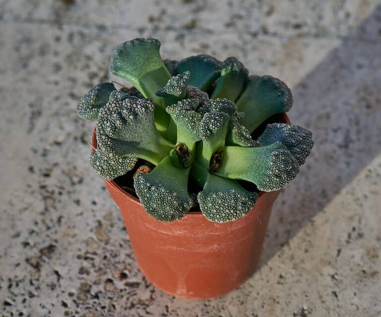 Types of Split Rock Succulents: 10 Eye-Catching Varieties - A-Z Animals