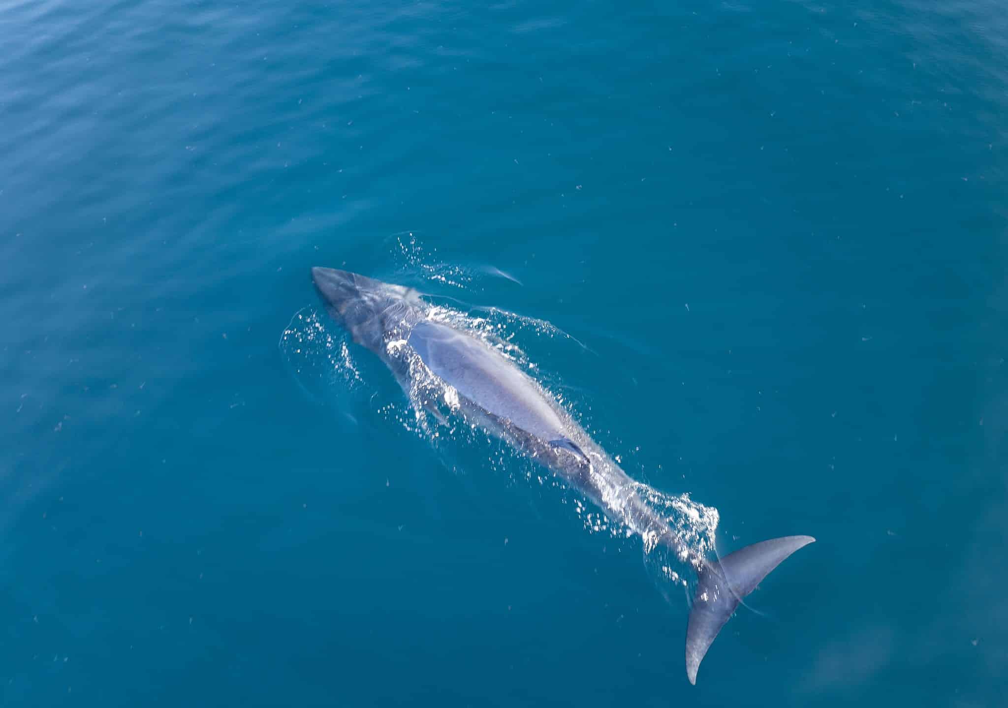 The World's Most Endangered Whales - A-Z Animals