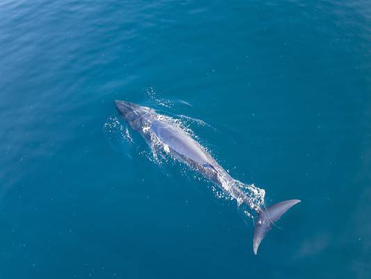 The World's Most Endangered Whales - A-Z Animals