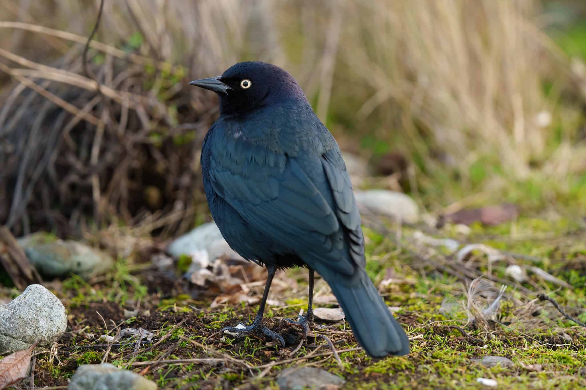5 Birds That Look Like Crows (And How to Spot the Difference) - A-Z Animals