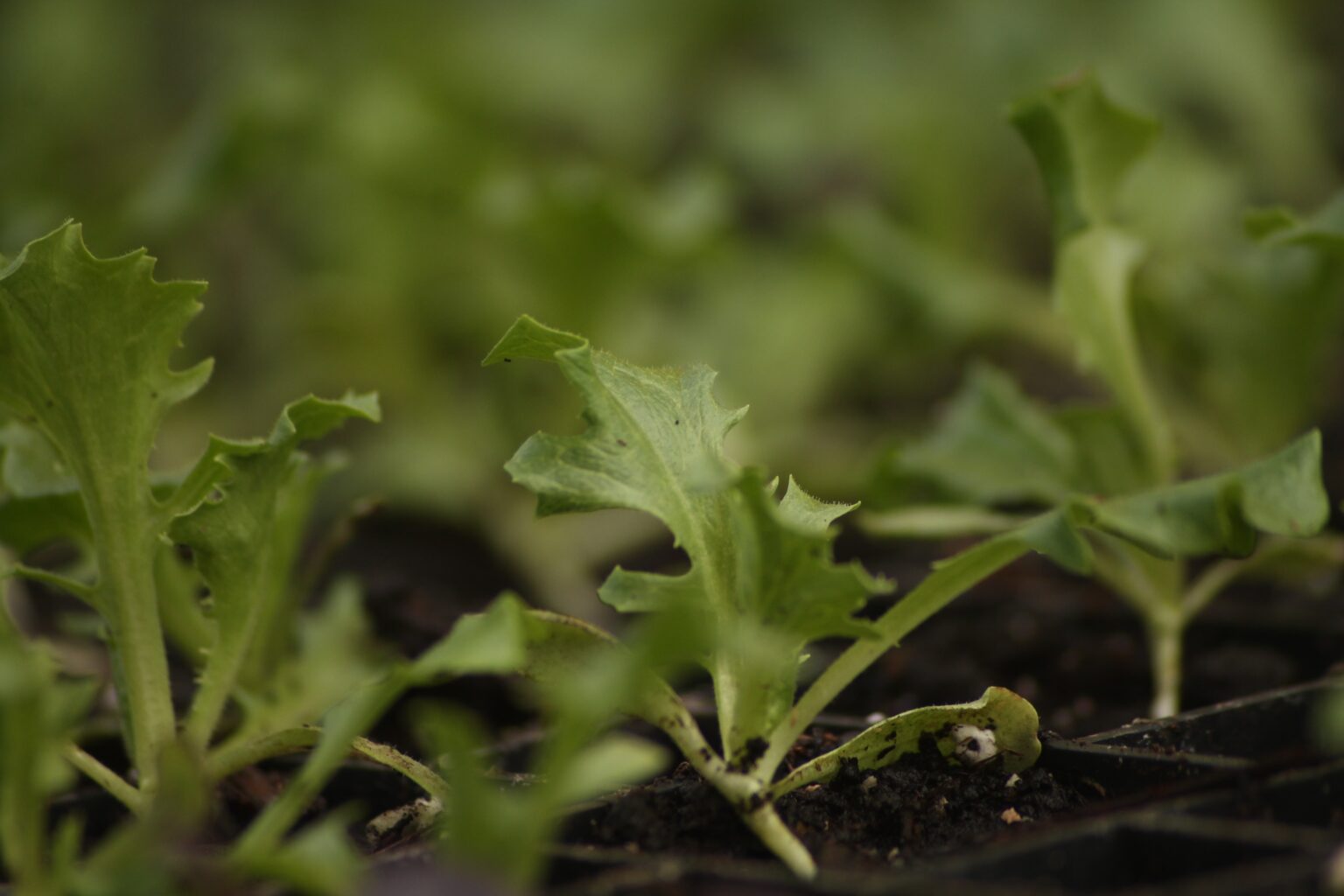 The Top 10 Best Plants for a Hydroponic System - A-Z Animals