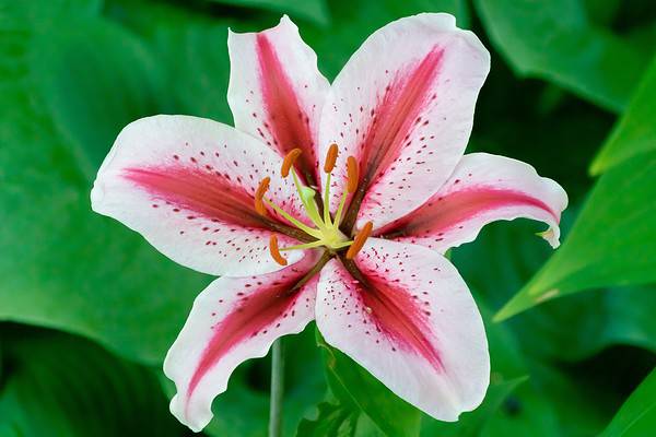 24 Types Of White Lilies