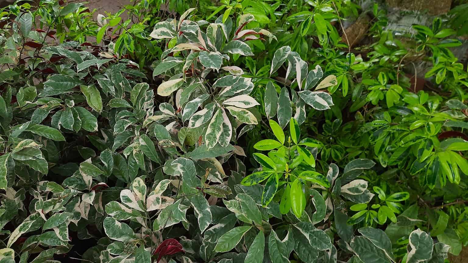 8 Incredible Trees Native to Thailand - A-Z Animals