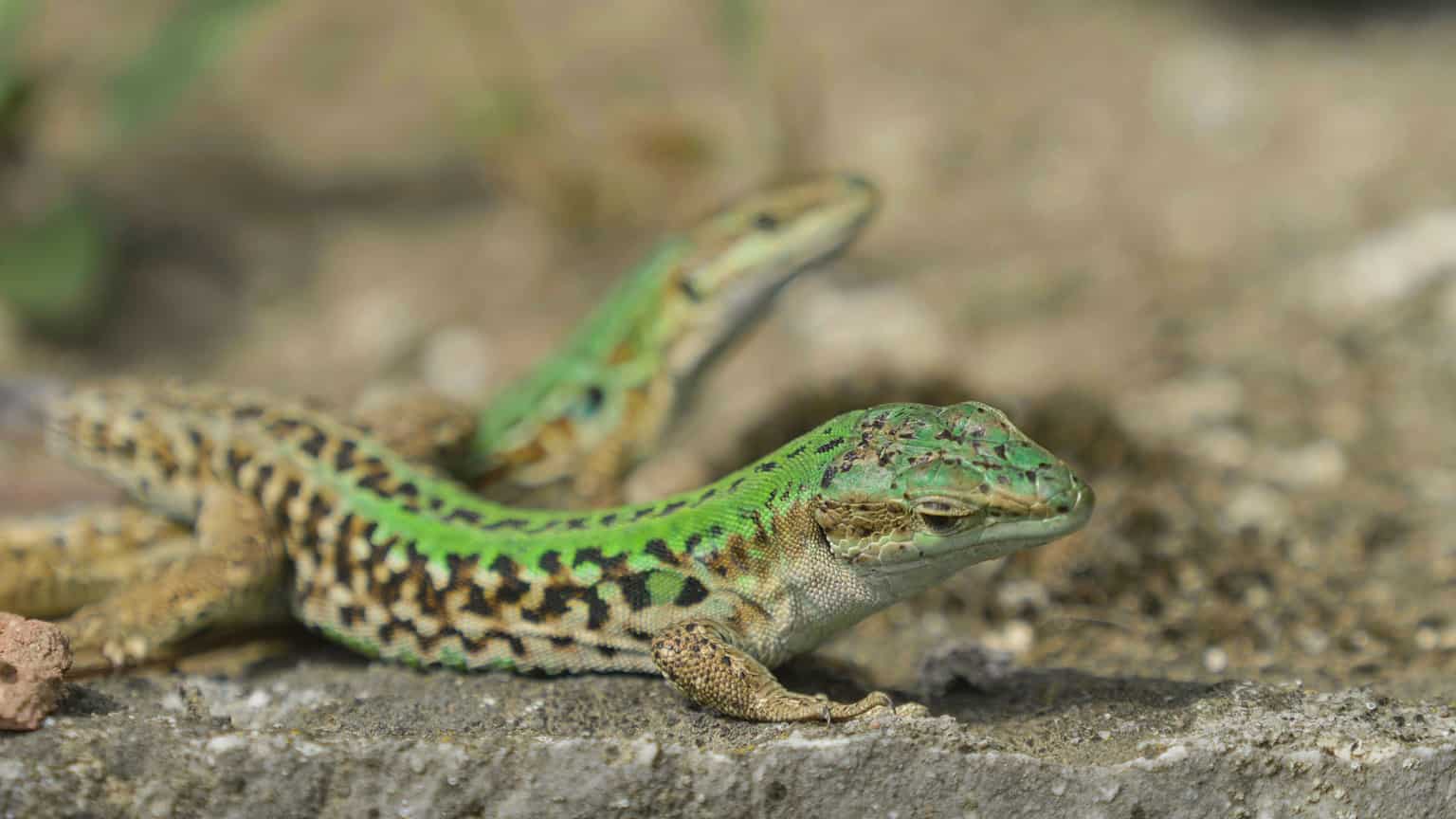 Why California’s Snakes Now Outnumber Some Birds—And What’s Driving the ...