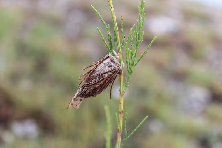 Metamorphosis - A-Z Animals