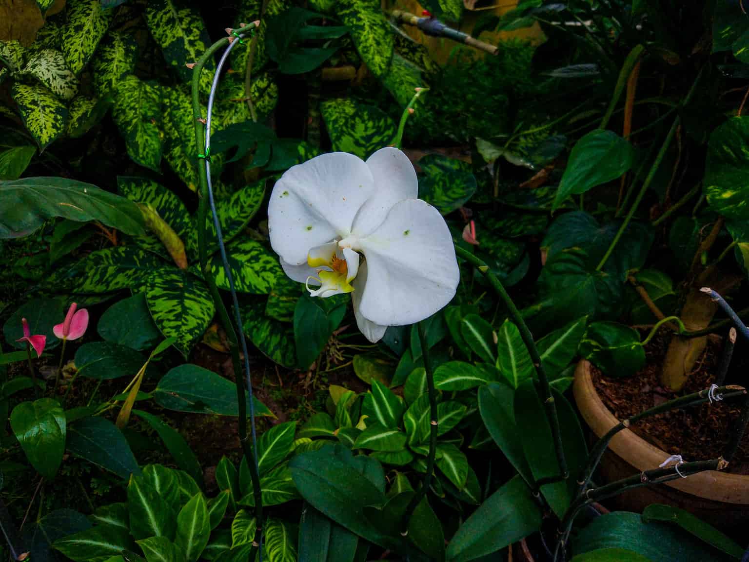 Discover the National Flower of Indonesia: Moon Orchid - A-Z Animals