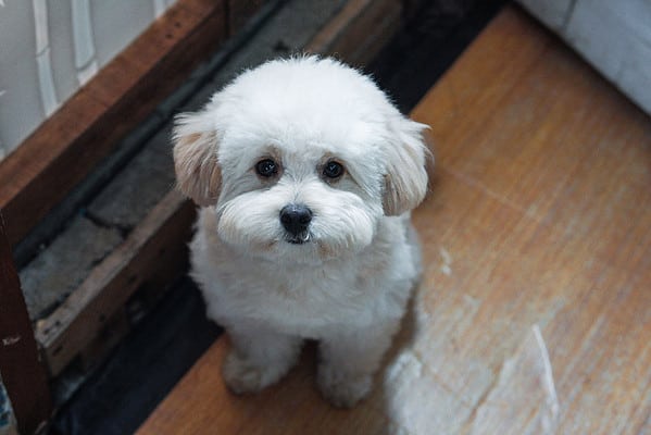 Pomapoo Dog Breed Complete Guide - A-Z Animals