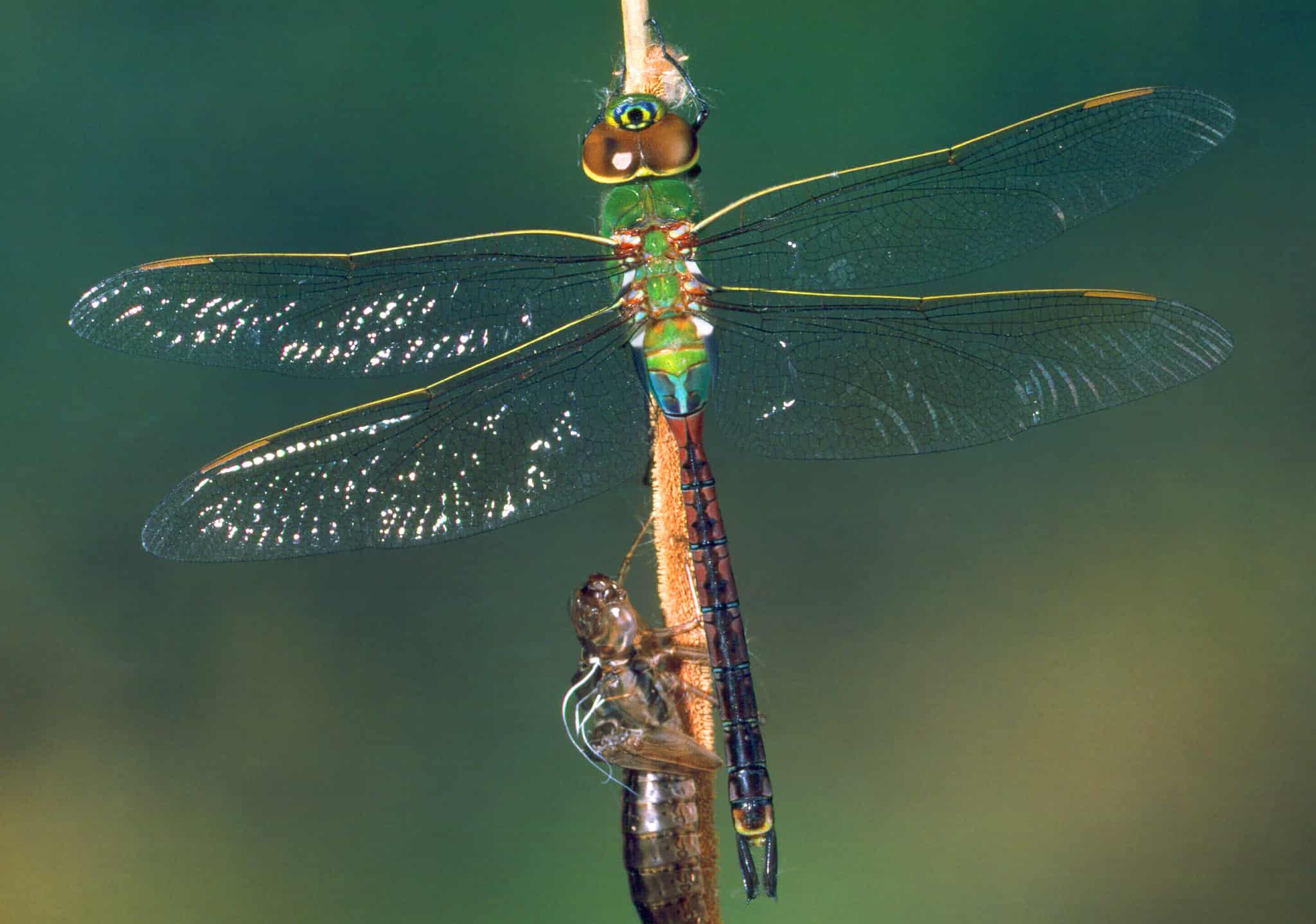 Where Do Dragonflies Go in the Winter? - A-Z Animals