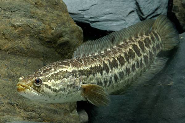 7 Types of Snakehead Fish - A-Z Animals