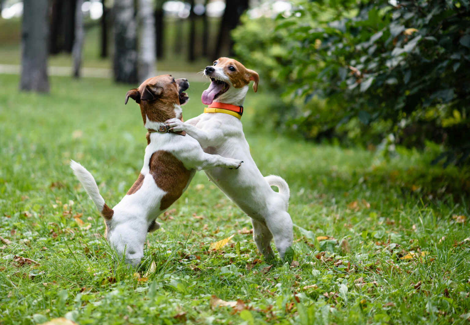 Want to Teach Your Dog to Dance? - A-Z Animals