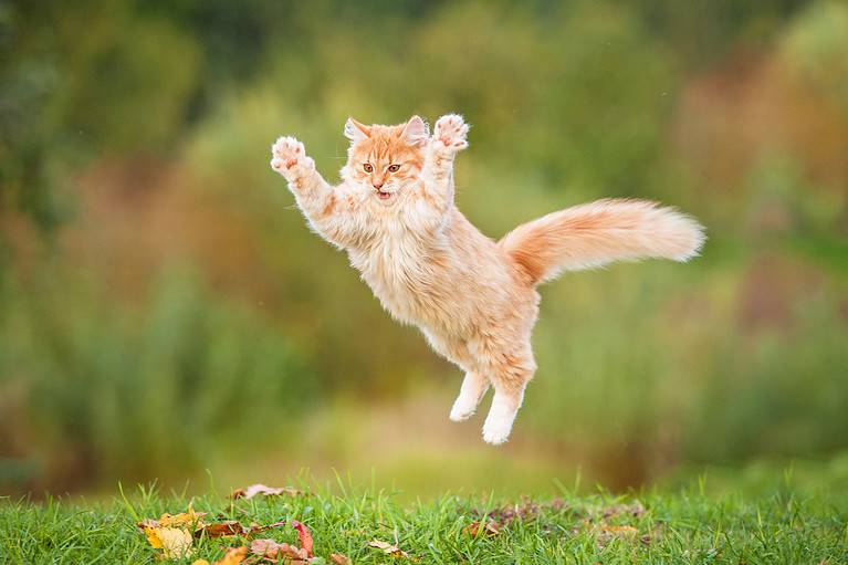 300+ Awesome Spanish Cat Names and Their Meanings - A-Z Animals