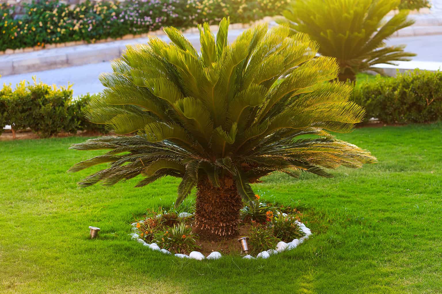Palm Tree Roots: Everything You Should Know - A-Z Animals