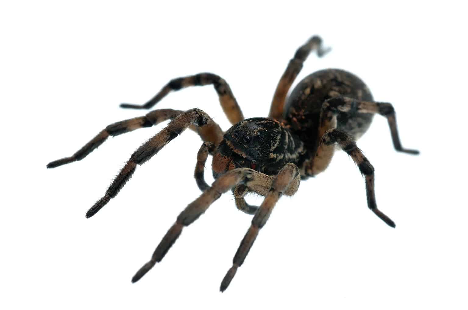 Wolf Spider Animal Facts - A-Z Animals