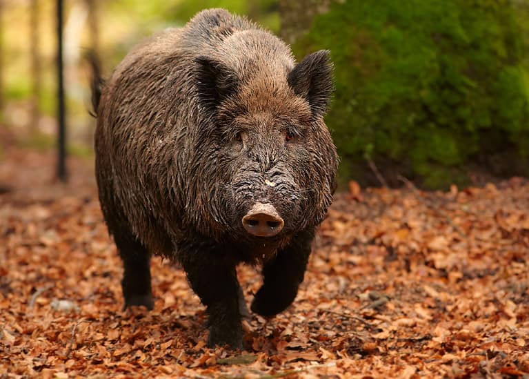 Wild Boars in Tennessee: Population and Hunting Rules - A-Z Animals