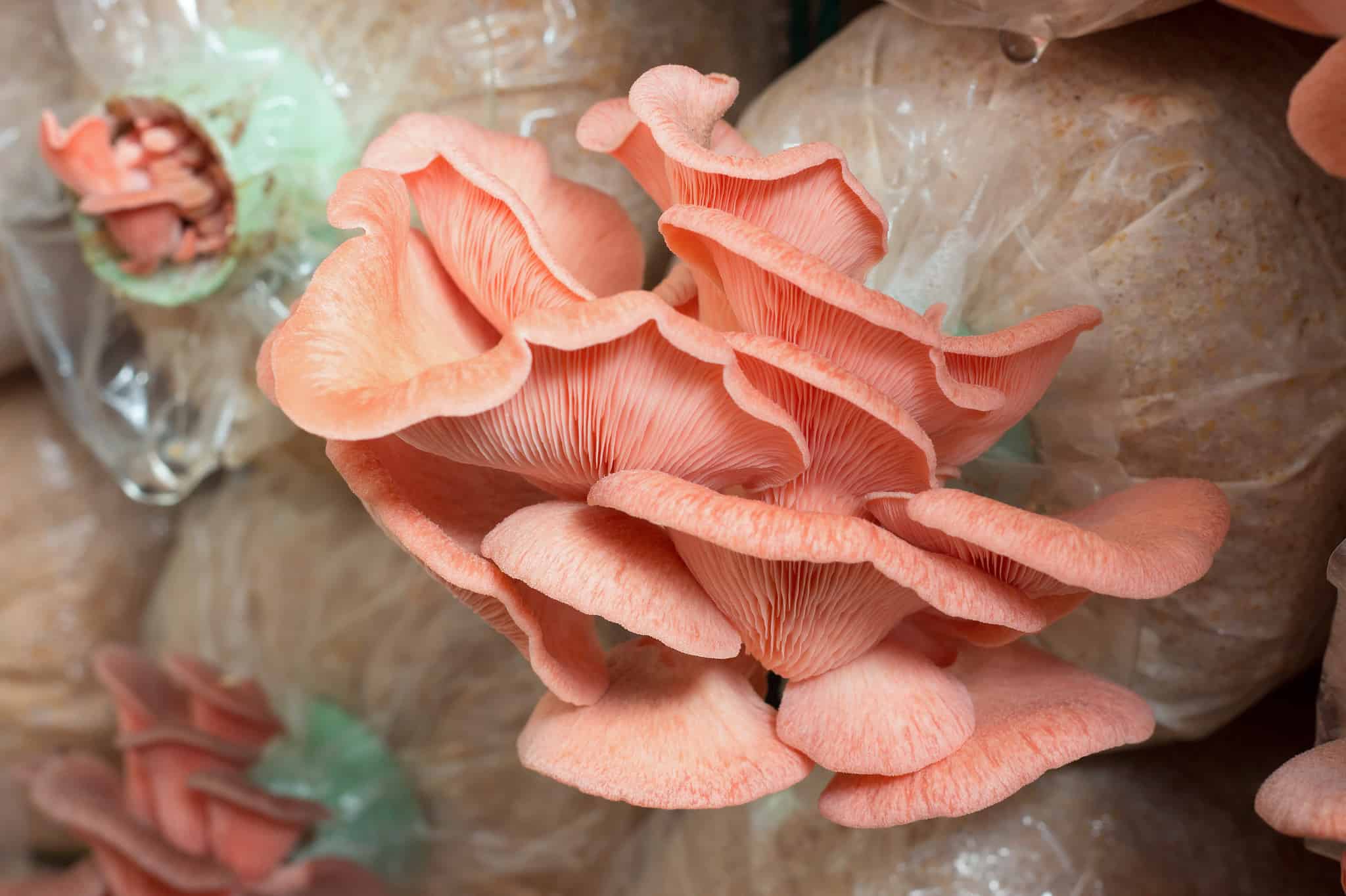 How to Grow Oyster Mushrooms - A-Z Animals
