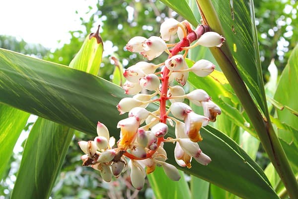 29 Beautiful Flowers That Start With G
